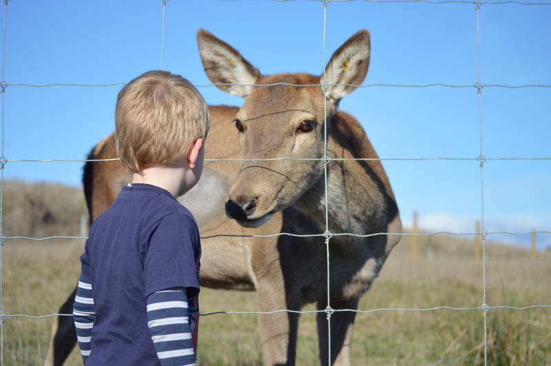 Animal Farm - Zoos for Kids - ActiveActivities