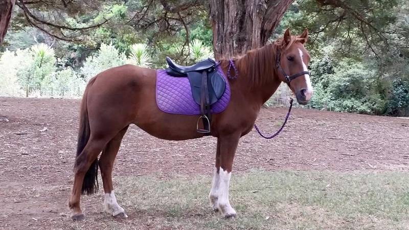 Neigh Pony Parties - Party Entertainment for Kids - ActiveActivities