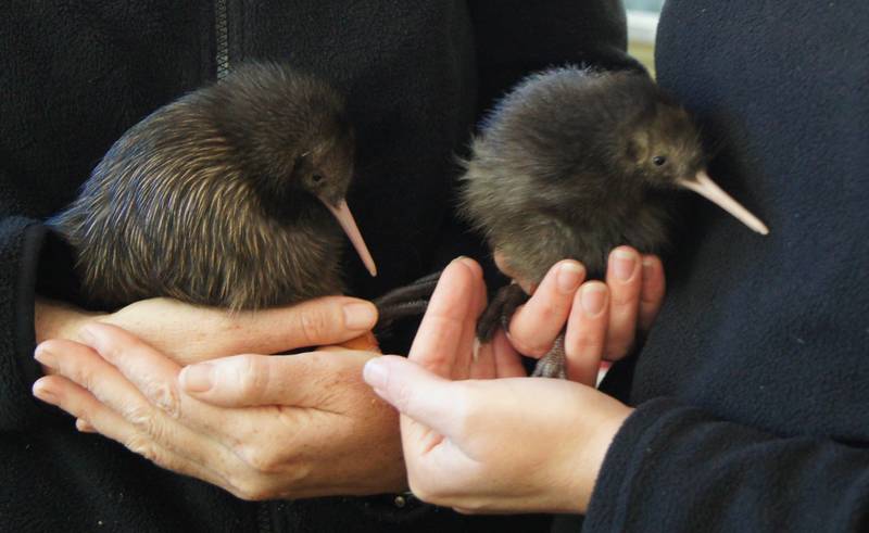 Otorohanga Kiwi House and Native Bird Park - Wildlife Parks ...