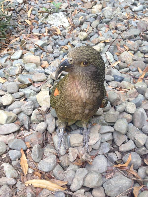 Otorohanga Kiwi House and Native Bird Park - Wildlife Parks ...
