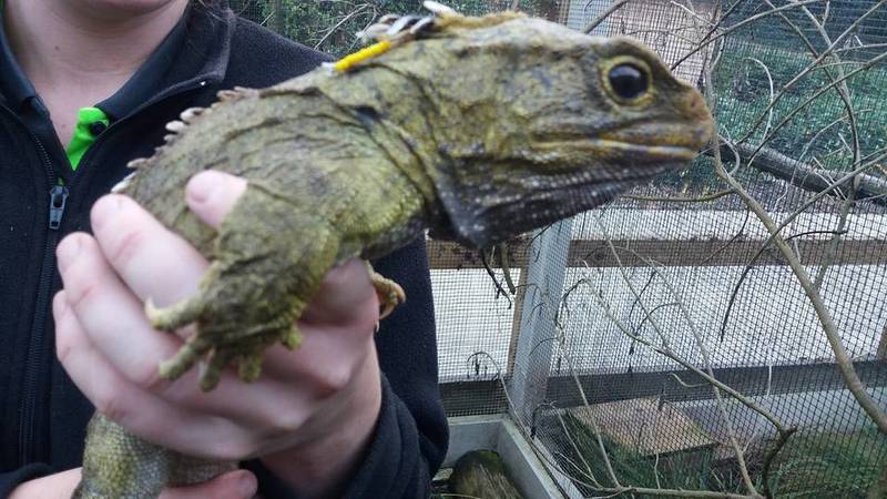 Otorohanga Kiwi House and Native Bird Park - Wildlife Parks ...