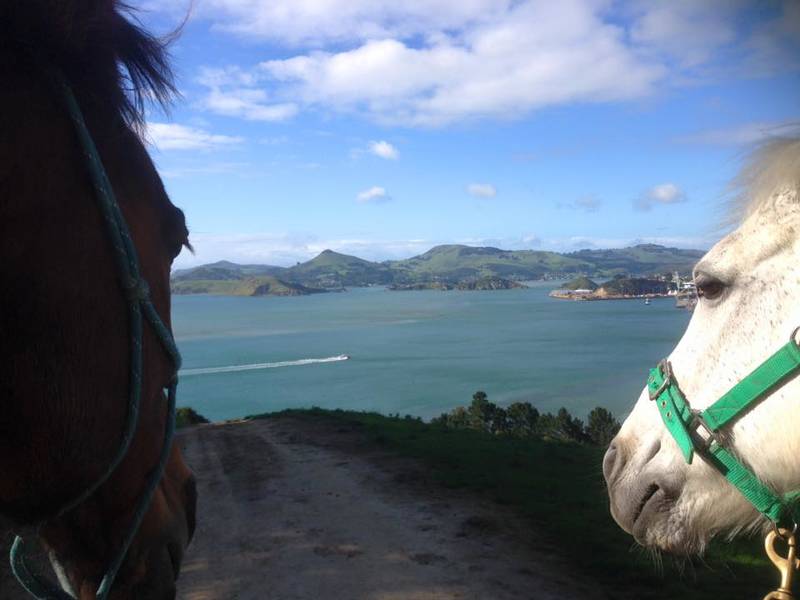 Hare Hill Horse Treks - Horse Riding Venues for Kids - ActiveActivities