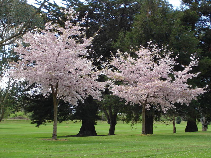 Feilding Golf Club - Golf Clubs for Kids - ActiveActivities
